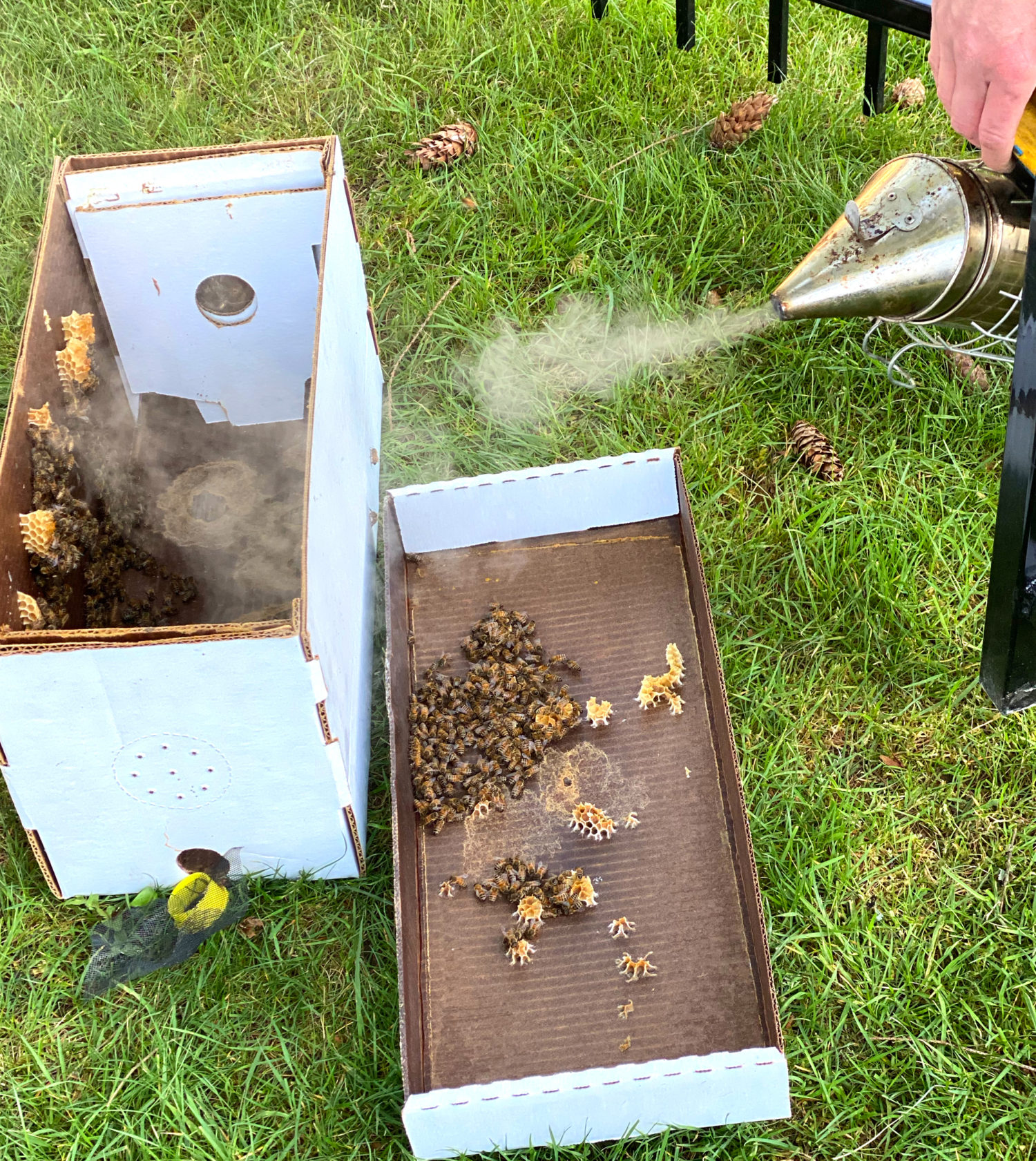 North Coast Pollinator Program | North Coast Living